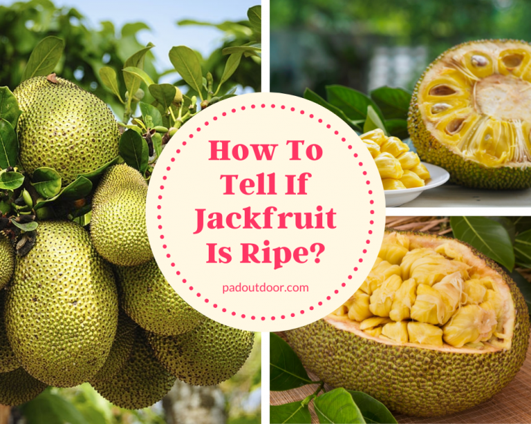 How To Tell If Jackfruit Is Ripe? | Pad Outdoor